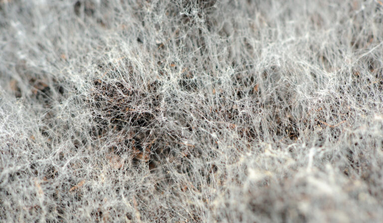 Is Moldy Potting Soil Good to Use? - Crate and Basket