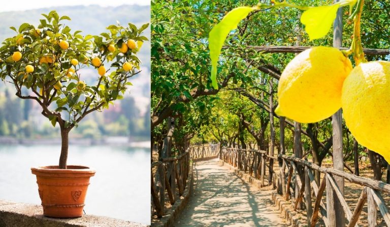 3 Types of Dwarf Lemon Trees - Crate and Basket
