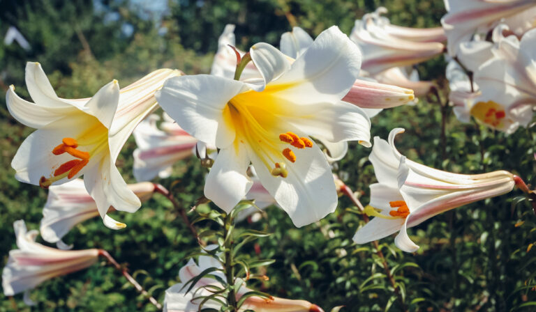 Types of White Lilies (and How to Care for Them) - Crate and Basket