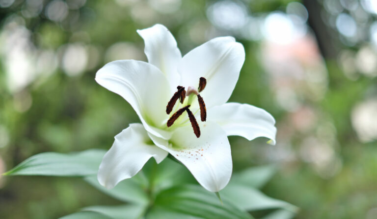 Types of White Lilies (and How to Care for Them) - Crate and Basket