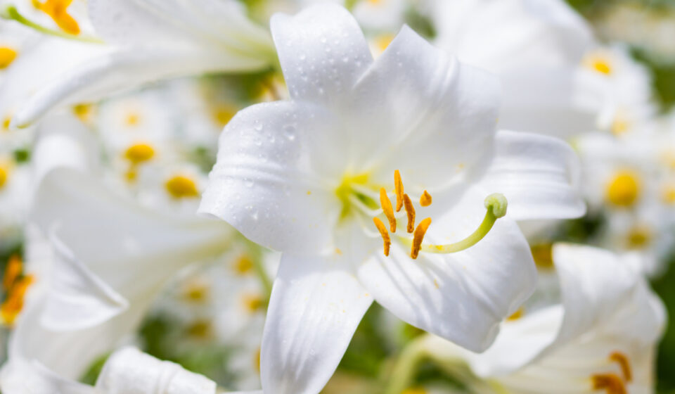 Types of White Lilies (and How to Care for Them) - Crate and Basket