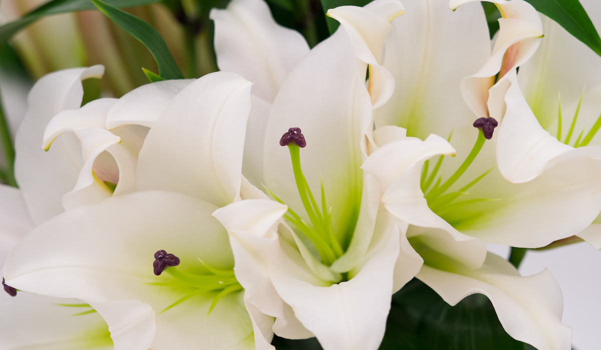 Types of White Lilies (and How to Care for Them) - Crate and Basket