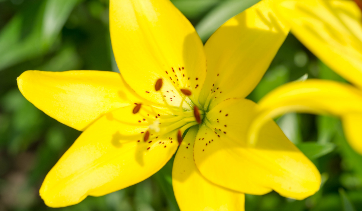 Types of Yellow Lilies (and How to Care for Them) - Crate and Basket