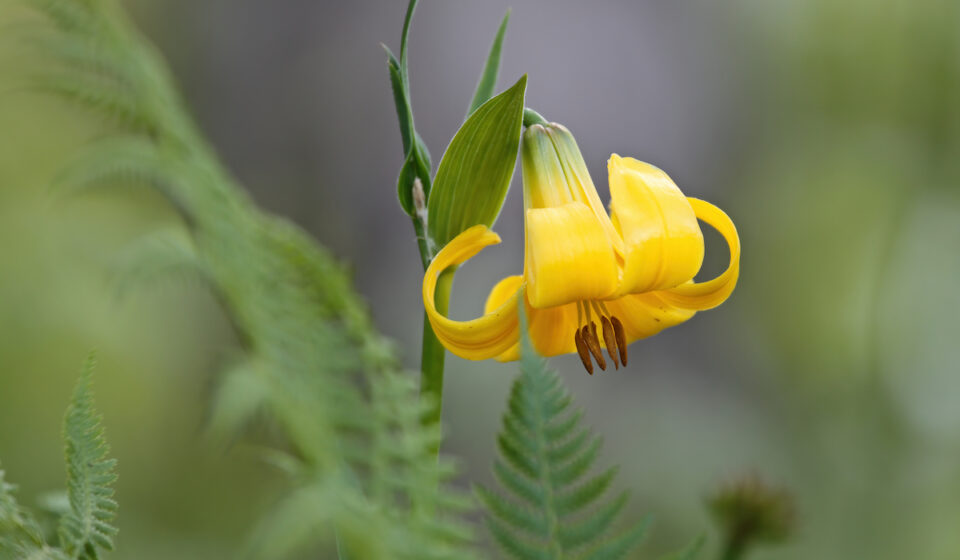 Types of Yellow Lilies (and How to Care for Them) - Crate and Basket