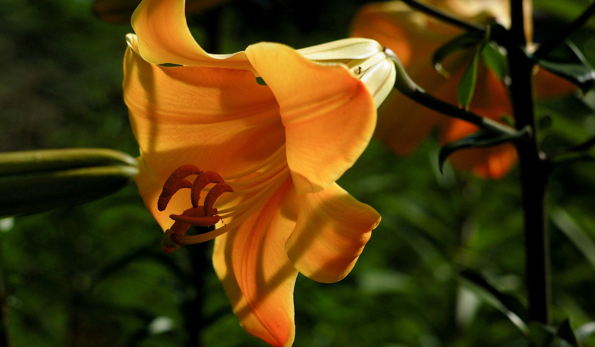 Types of Yellow Lilies (and How to Care for Them) - Crate and Basket
