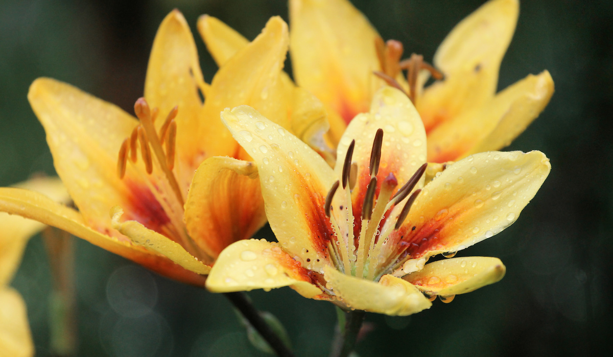 Types of Yellow Lilies (and How to Care for Them) - Crate and Basket