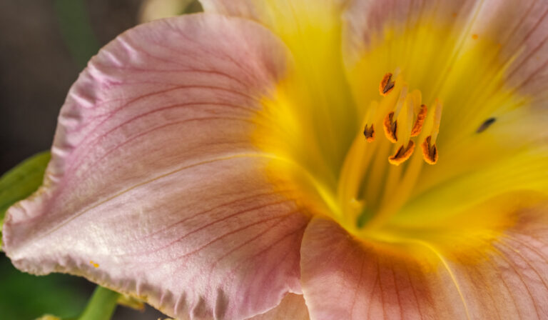 Types of Yellow Lilies (and How to Care for Them) - Crate and Basket