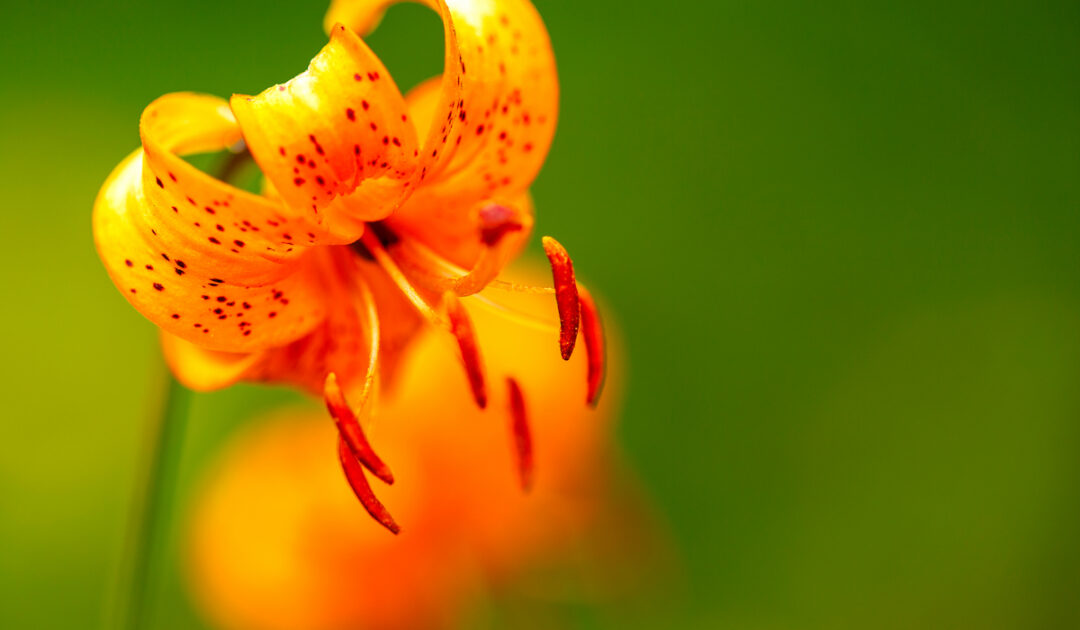 Types of Orange Lilies (and How to Care for Them) - Crate and Basket