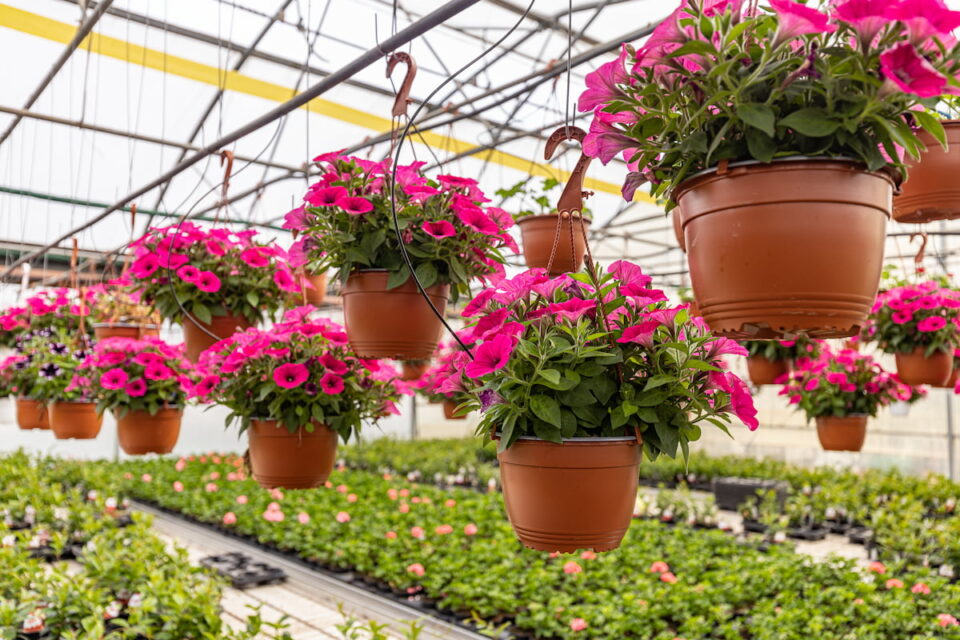 21 Frost Sensitive Plants (and How to Protect Them) - Crate and Basket