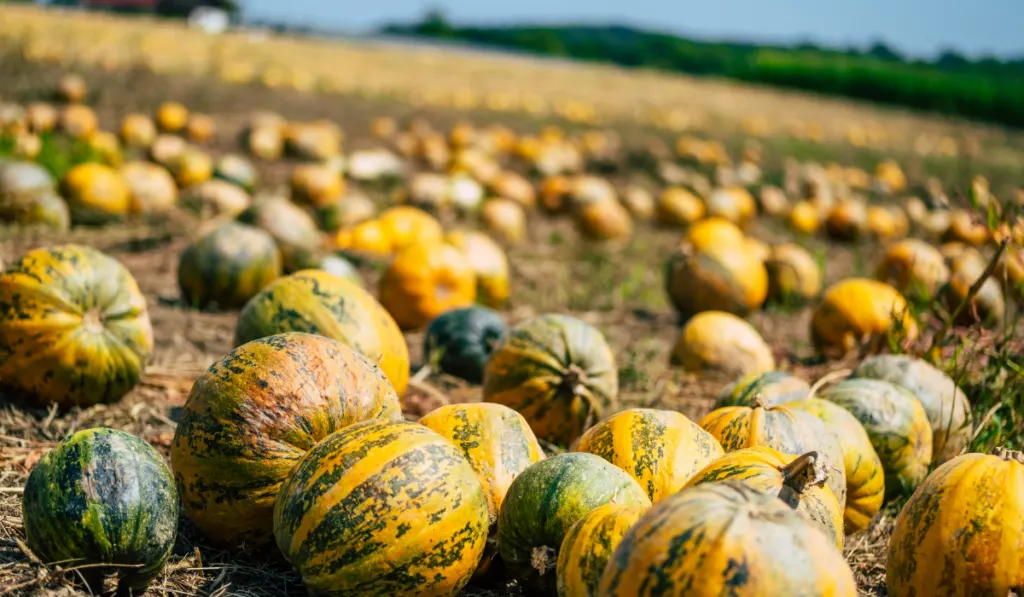 Can a Pumpkin Grow in Hot Weather? - Crate and Basket