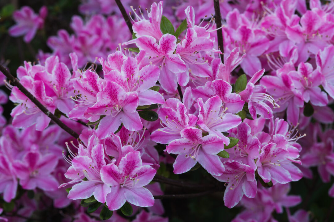 21 Frost Sensitive Plants (and How to Protect Them) - Crate and Basket