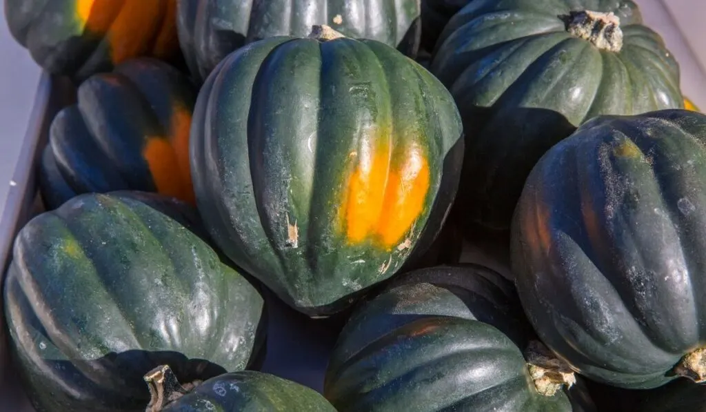 5 Vegetables That Can Be Cross-Pollinated With Pumpkin - Crate and Basket