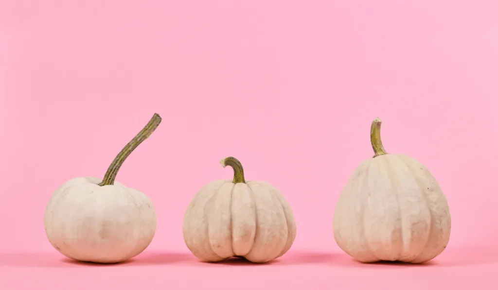9 Types of White Pumpkins - Crate and Basket