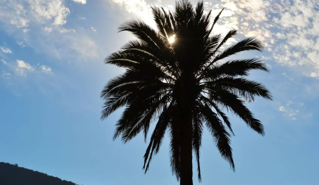 10 Types of Palm Trees - Crate and Basket