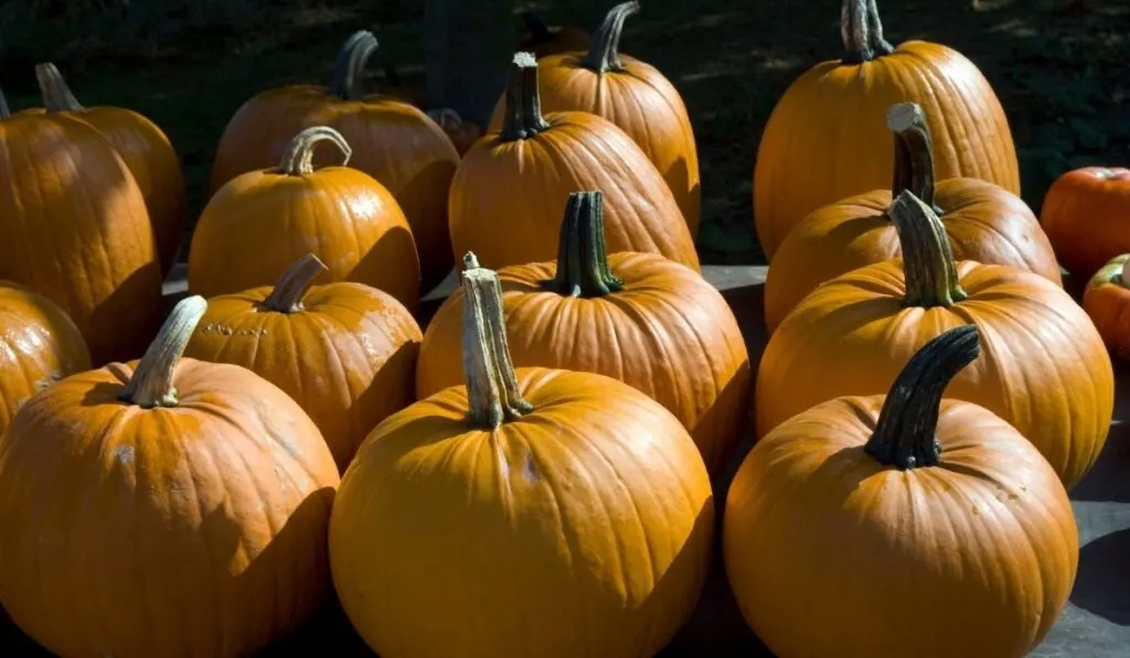 Can a Pumpkin Grow in Hot Weather? - Crate and Basket