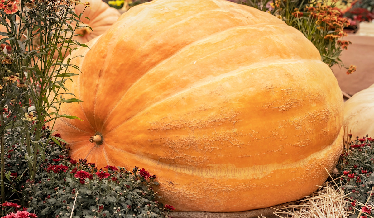 5 Types of Giant Pumpkins - Crate and Basket