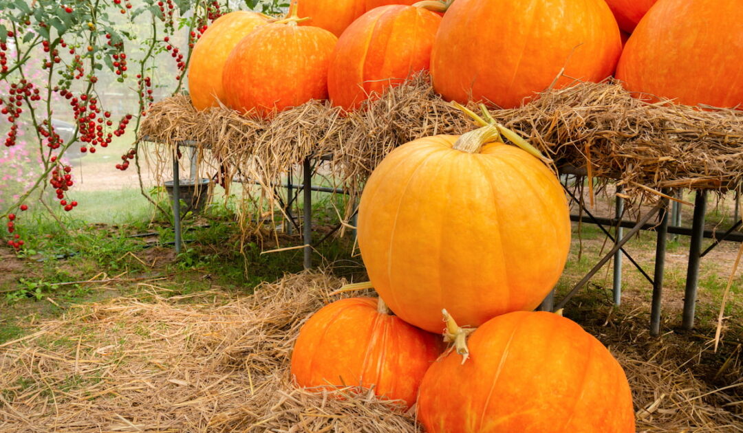 5 Types of Giant Pumpkins - Crate and Basket