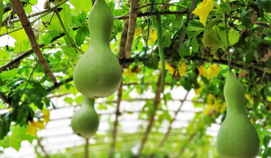13 Plants Zucchini Can Cross-Pollinate With (and 7 it Can’t) - Crate ...