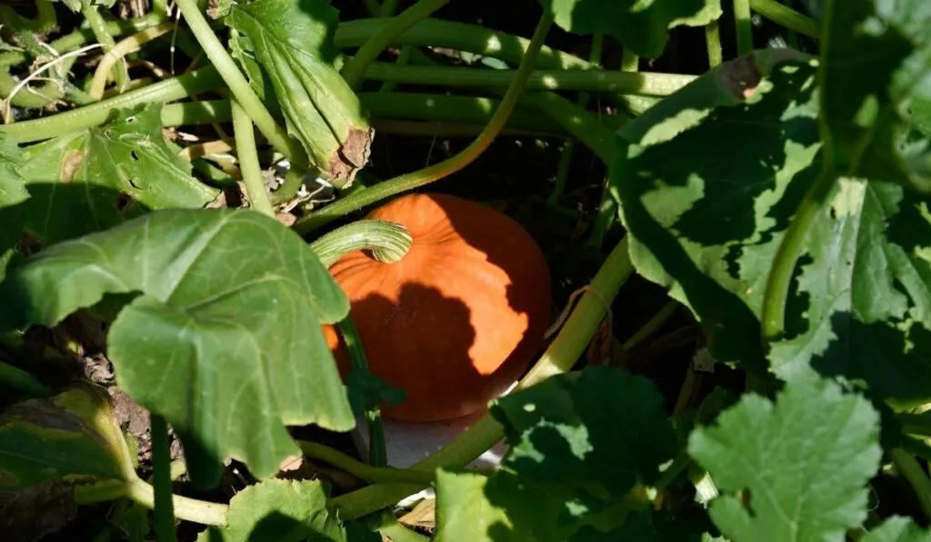 Can a Pumpkin Grow in Hot Weather? - Crate and Basket