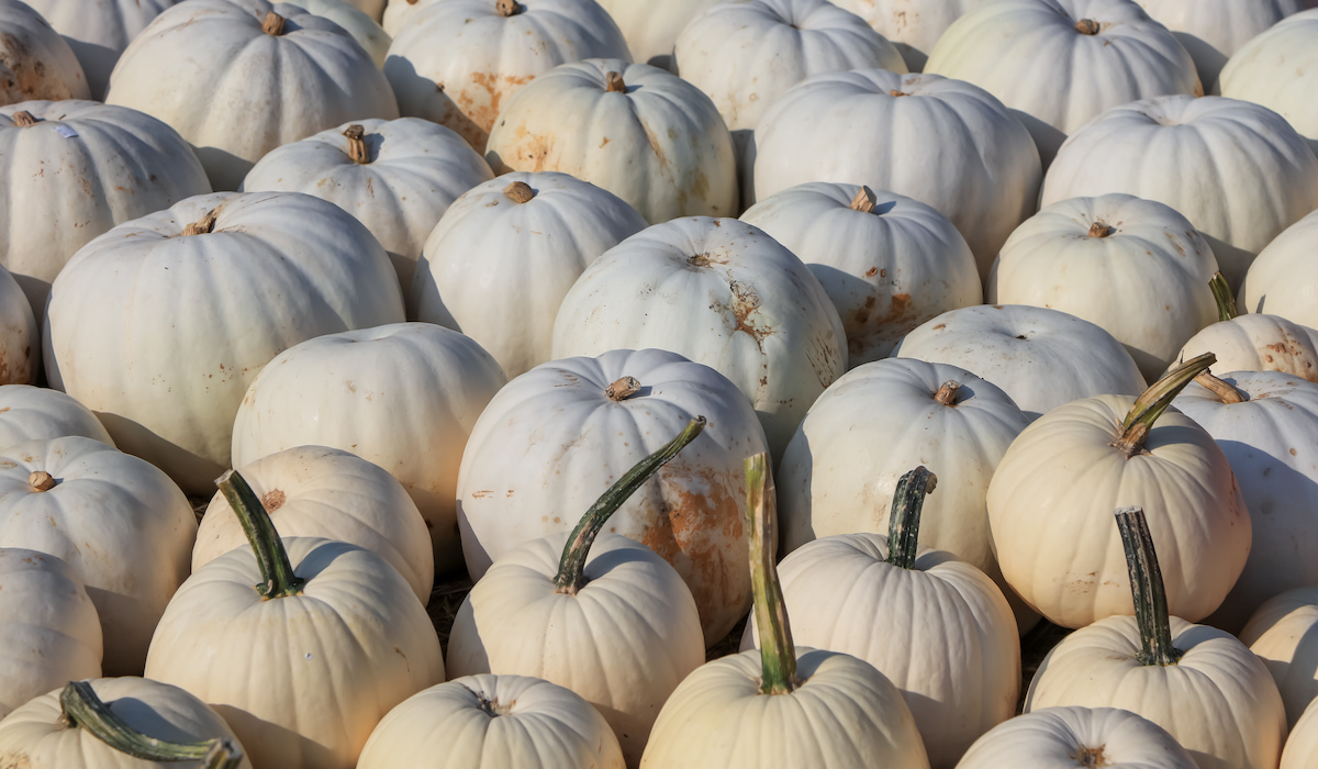 9 Types of White Pumpkins - Crate and Basket