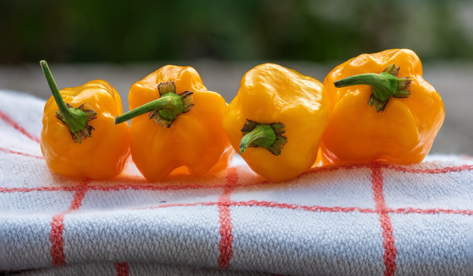 8 Types Of Yellow Peppers - Crate and Basket