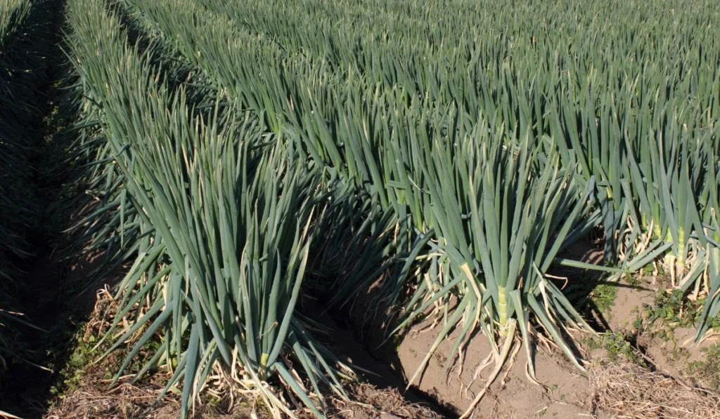 Types of Green Onions - Crate and Basket