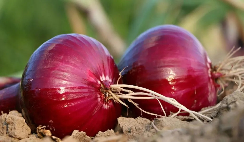 Seven Types of Red Onions - Crate and Basket