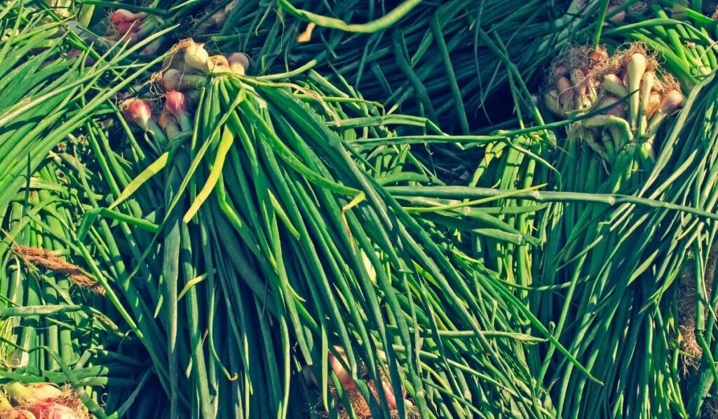 Types of Wild Onions - Crate and Basket