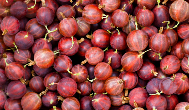 15 Types of Purple Berries - Crate and Basket