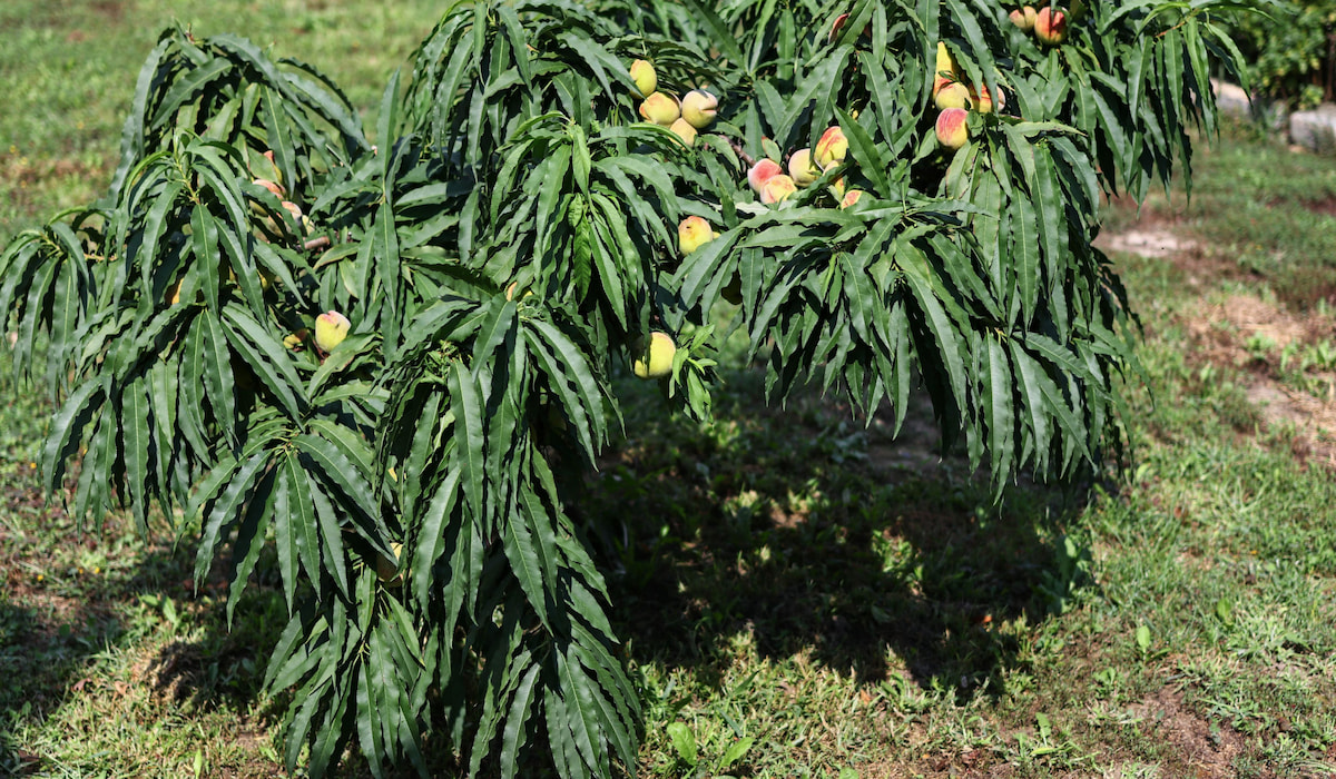 Can You Eat Ornamental Peaches? - Crate and Basket