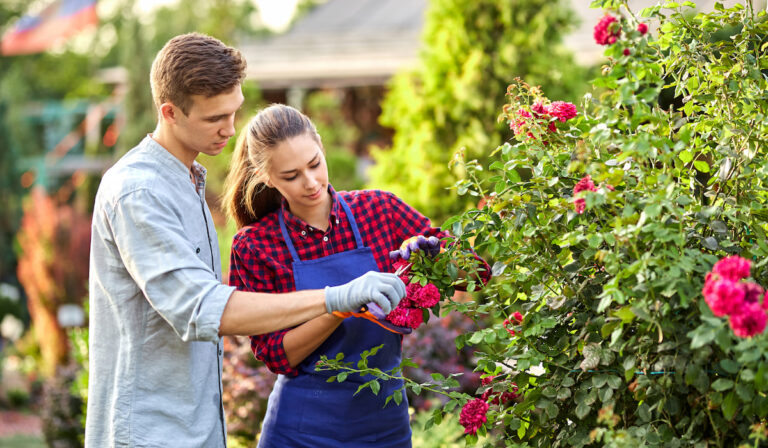 The Best Times to Plant Rose Bushes (A Detailed Guide) - Crate and Basket