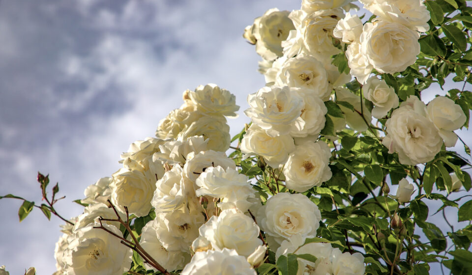 The Best Times to Plant Rose Bushes (A Detailed Guide) - Crate and Basket