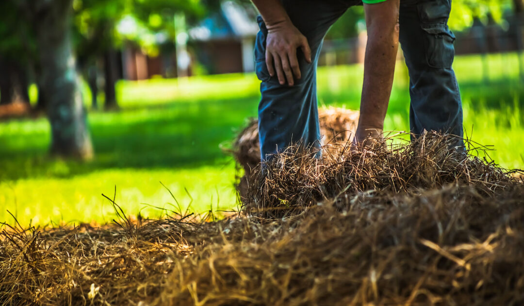 Pine Straw Mulch Pros and Cons - Crate and Basket