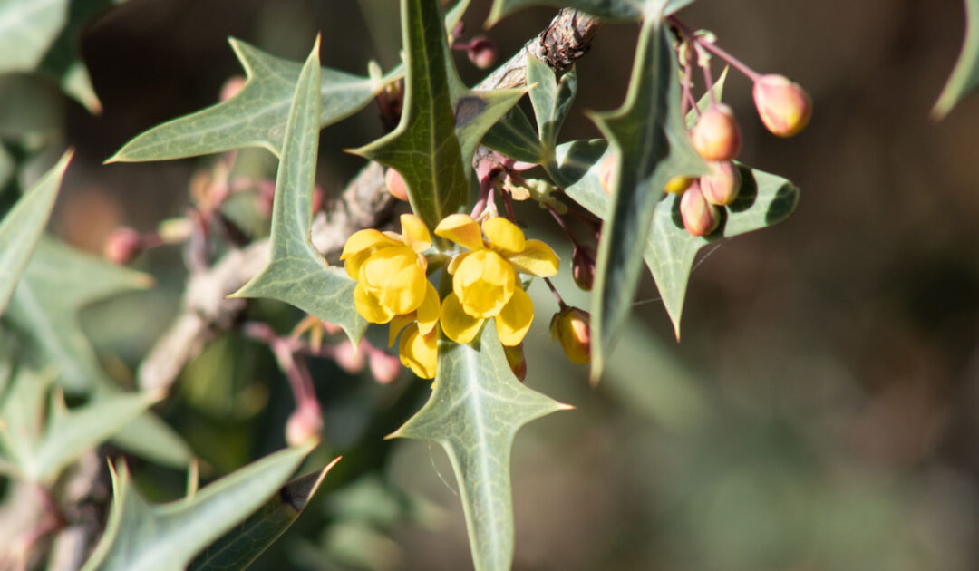 11 Flowering Plants With Thorns - Crate and Basket