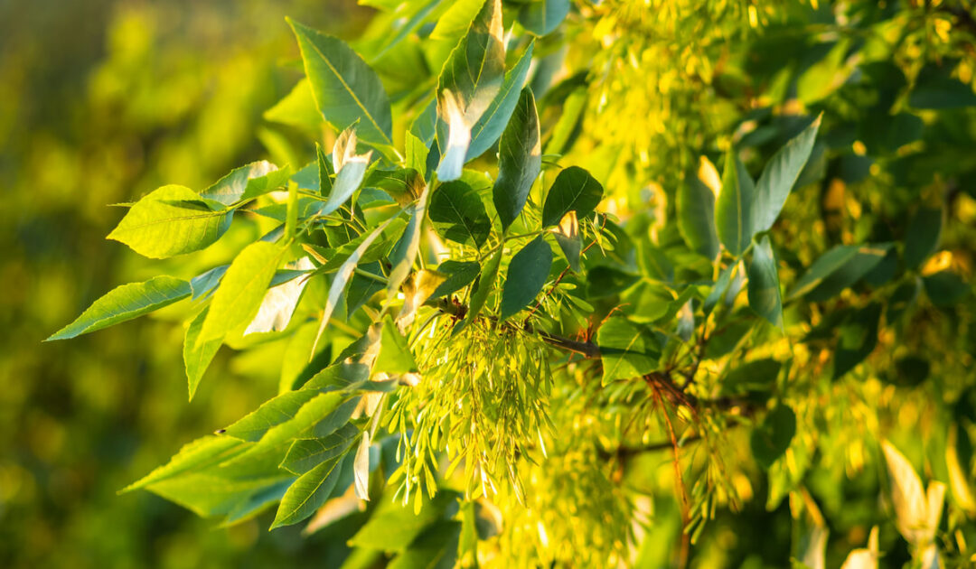 15 Trees With Beautiful Yellow Leaves - Crate and Basket