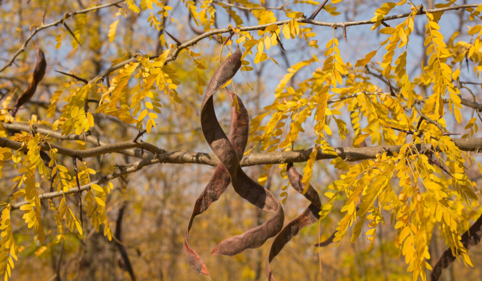 15 Trees With Beautiful Yellow Leaves - Crate and Basket