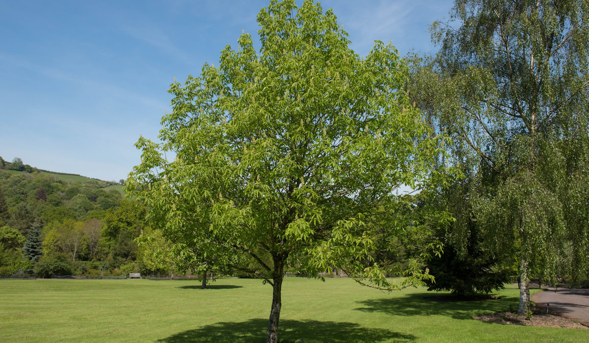 15 Trees With Beautiful Yellow Leaves - Crate and Basket