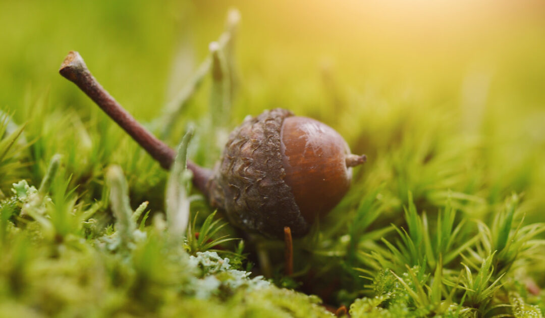 11 Trees That Have Acorns - Crate and Basket