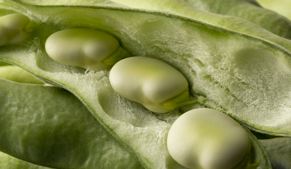 9 Types of Broad Beans - Crate and Basket