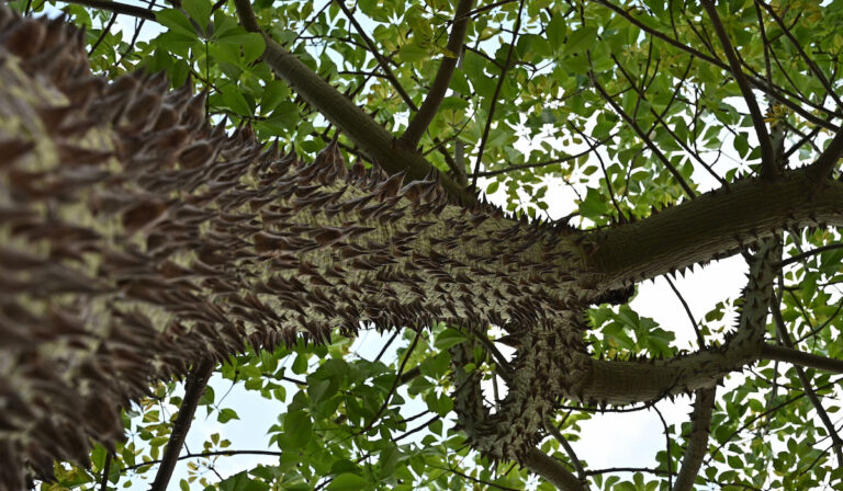 10 Trees With Spikes On Their Trunks - Crate and Basket