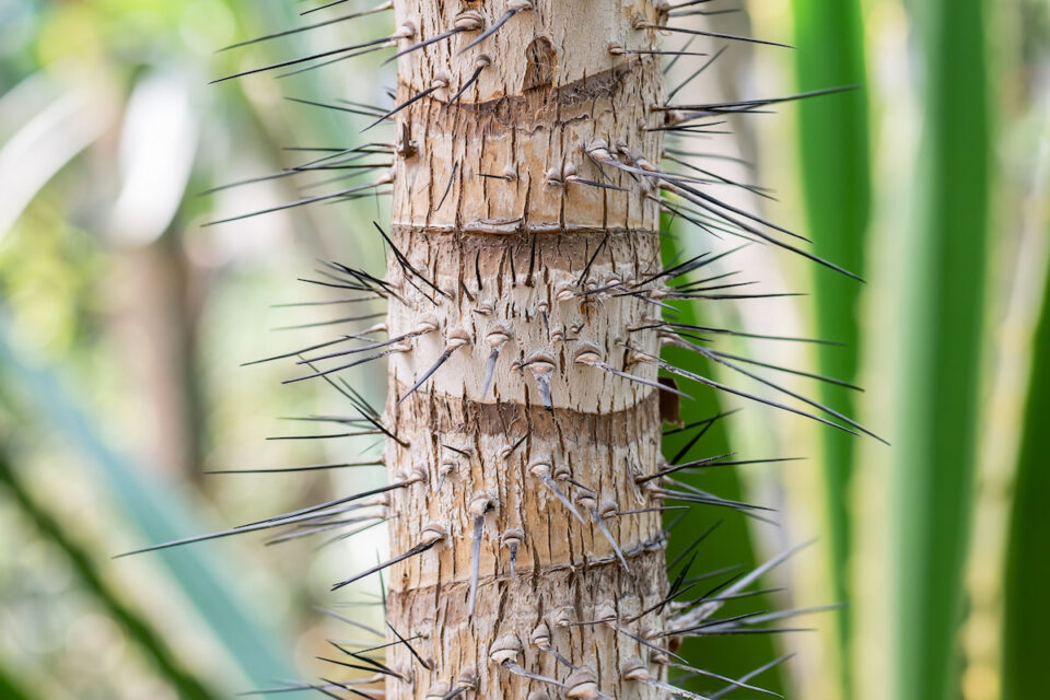 10 Trees With Spikes On Their Trunks - Crate and Basket