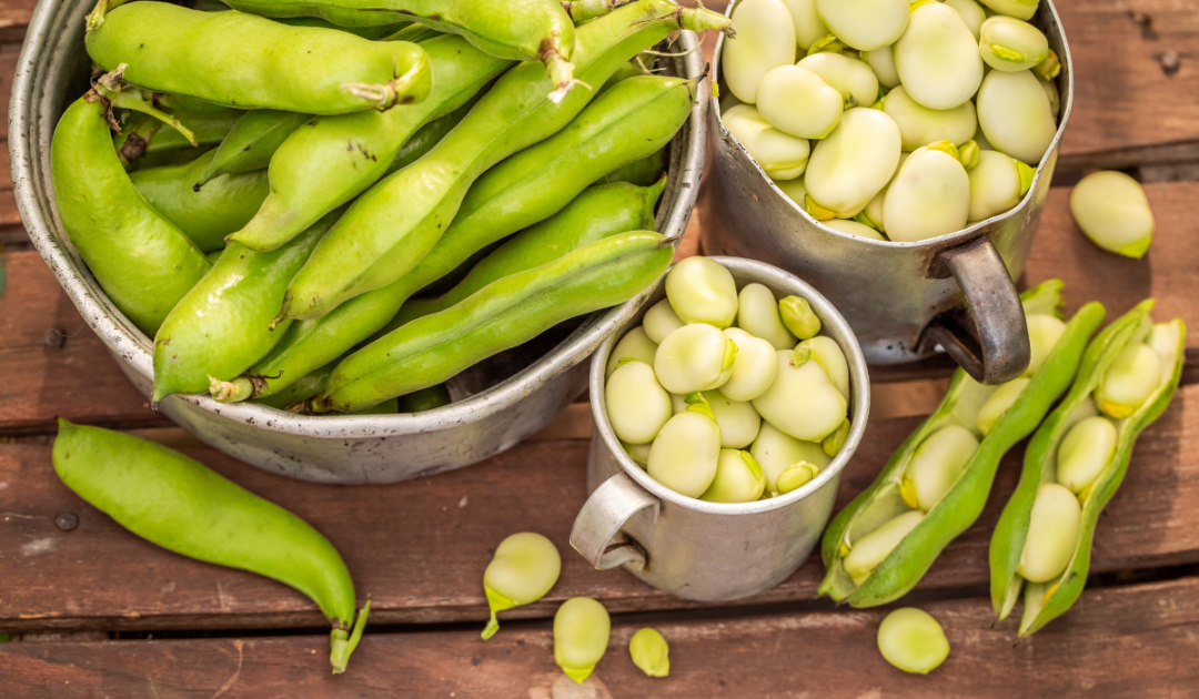 9 Types of Broad Beans - Crate and Basket