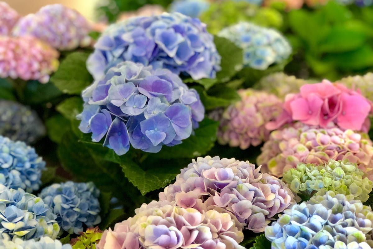 Can Flowers Change Color? (7 Varieties That Do) - Crate and Basket