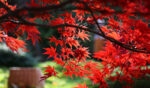 11 Beautiful Trees with Red Leaves All Year Around - Crate and Basket