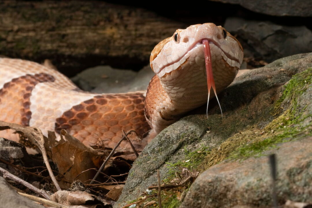 9 Things That Attract Copperhead Snakes (and How to Repel Them) - Crate ...