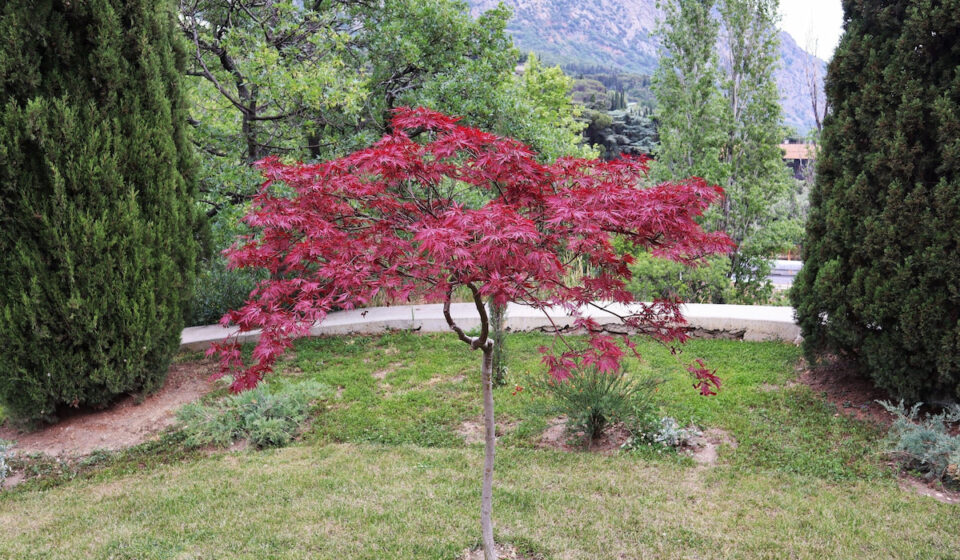 11 Beautiful Trees with Red Leaves All Year Around - Crate and Basket