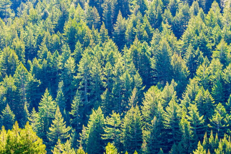 5 Trees That Produce the Most Oxygen - Crate and Basket