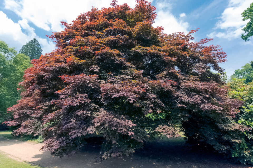 11 Beautiful Trees with Red Leaves All Year Around - Crate and Basket