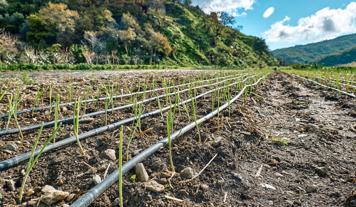 How Long to Water Plants with Drip Irrigation - Crate and Basket