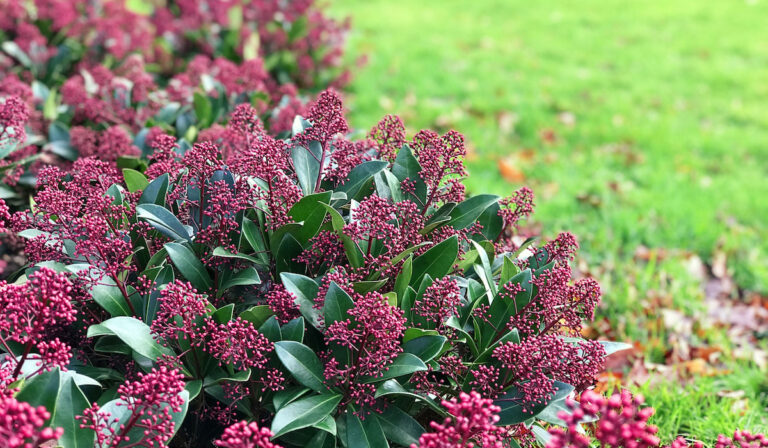 19 Types of Evergreen Flowering Shrubs - Crate and Basket